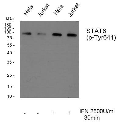 Stat6 Rabbit pAb - 产品 - Immunoway 中文官网