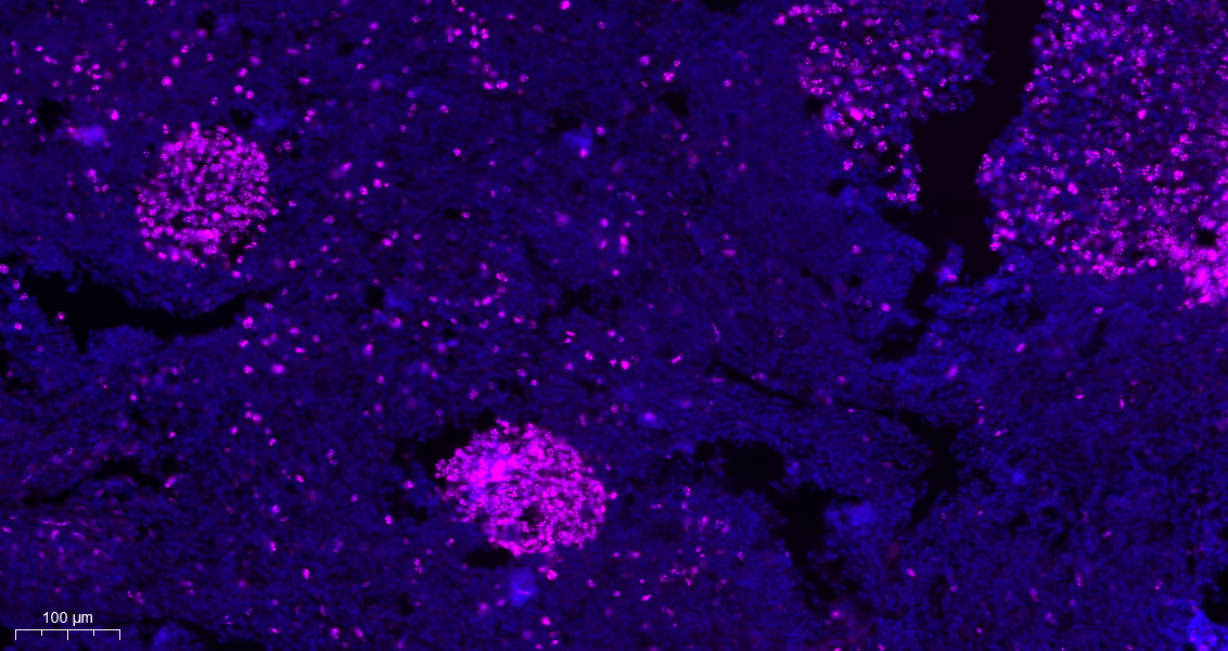 Donkey Anti Rabbit IgG (AbFluor 488) - 产品 - Immunoway 中文官网