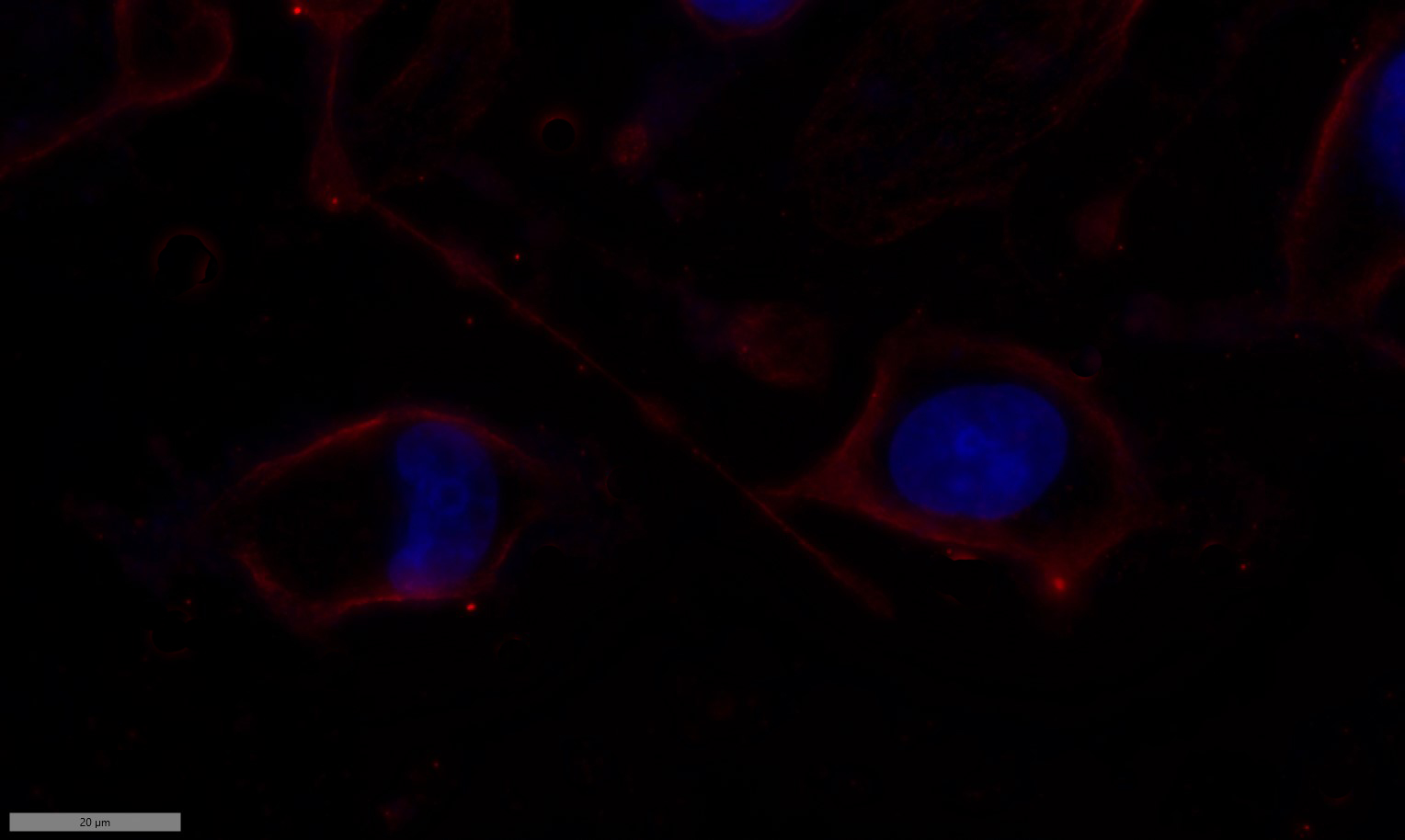 PI3-Kinase p85 α (PT0082R) PT® Rabbit mAb - 产品 - Immunoway 中文官网