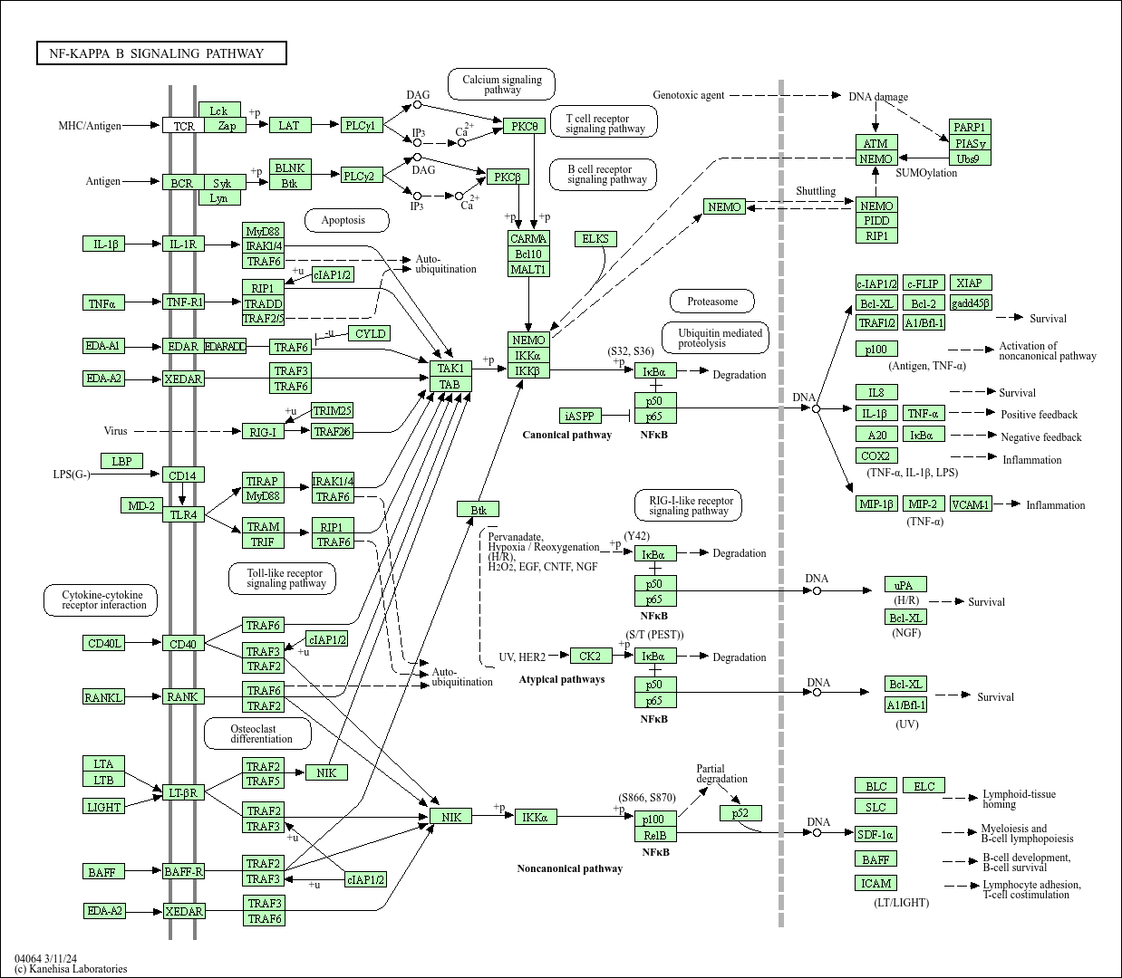 NF-kappa B signaling pathway - Signal transduction - Immunoway 中文官网